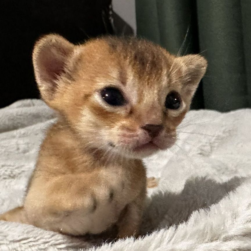 Абисинский котенок девочка