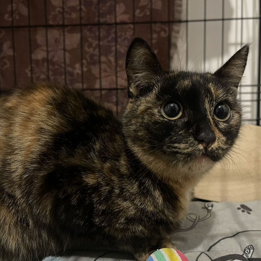 Кошка