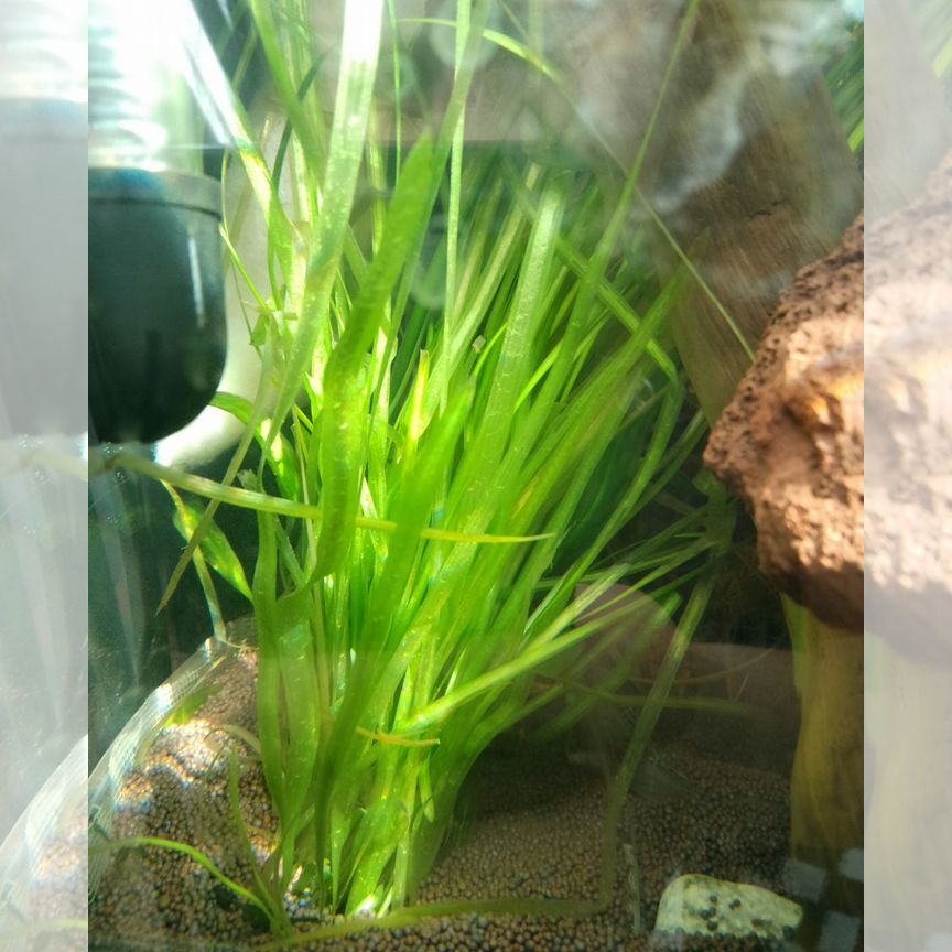 Аквариумные растения прополка