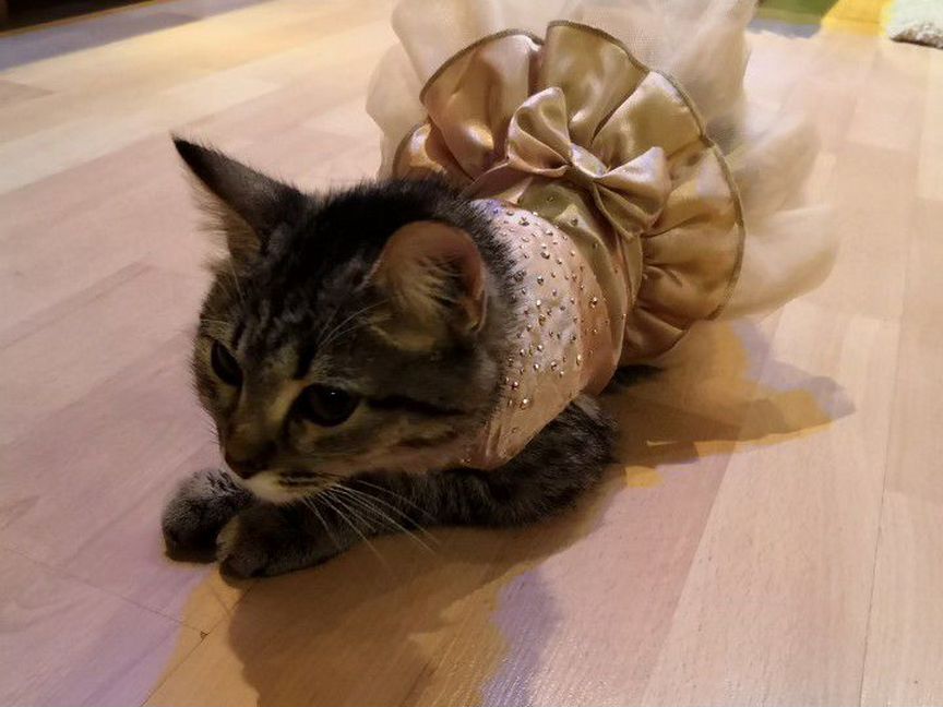Платье для кошки/котенка