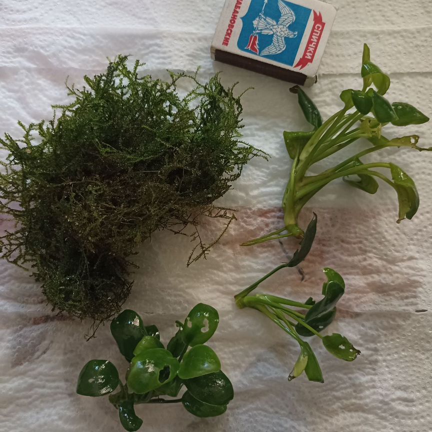 Аквариумные растения (анубиас и яванский мох)