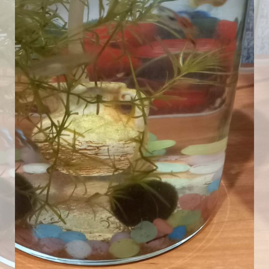 Гуппи средние и маленькие