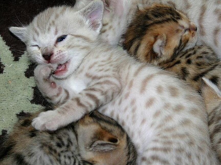 Продам котёнка бенгала