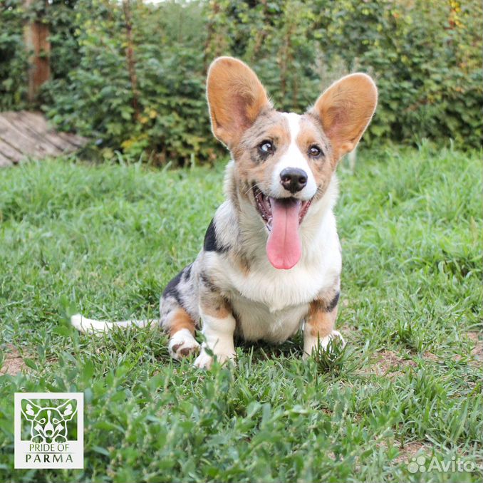 Мраморная красотка