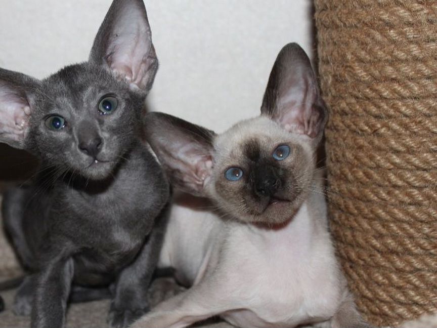 Ориентальные котята