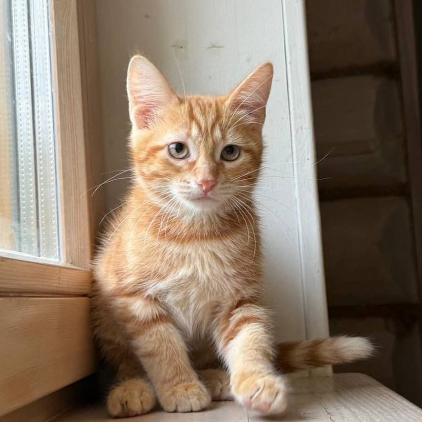 Котенок рыжик мальчик