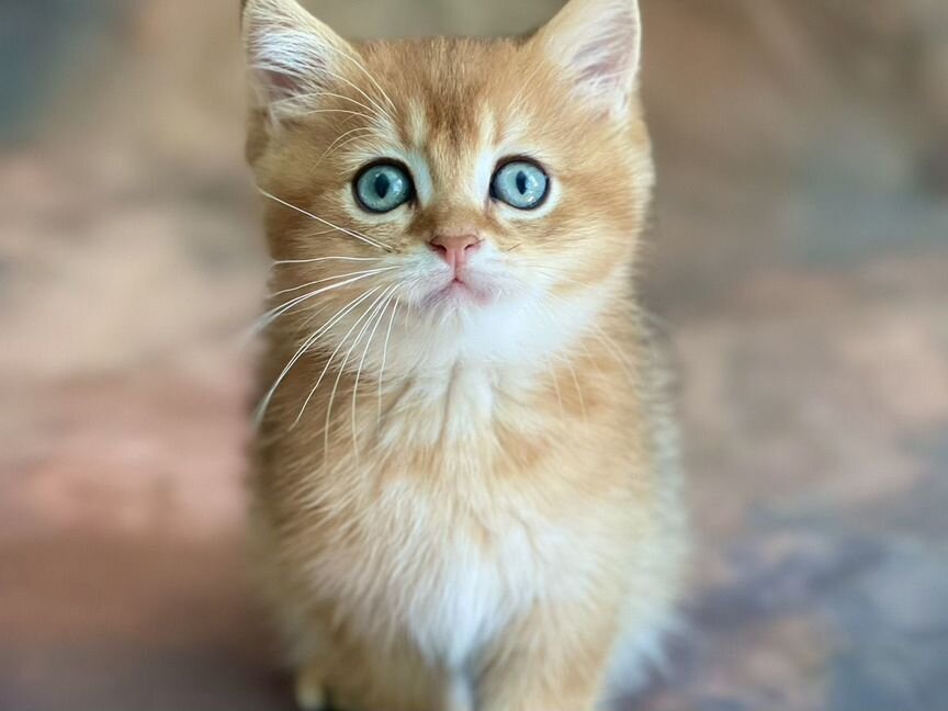 Кошки