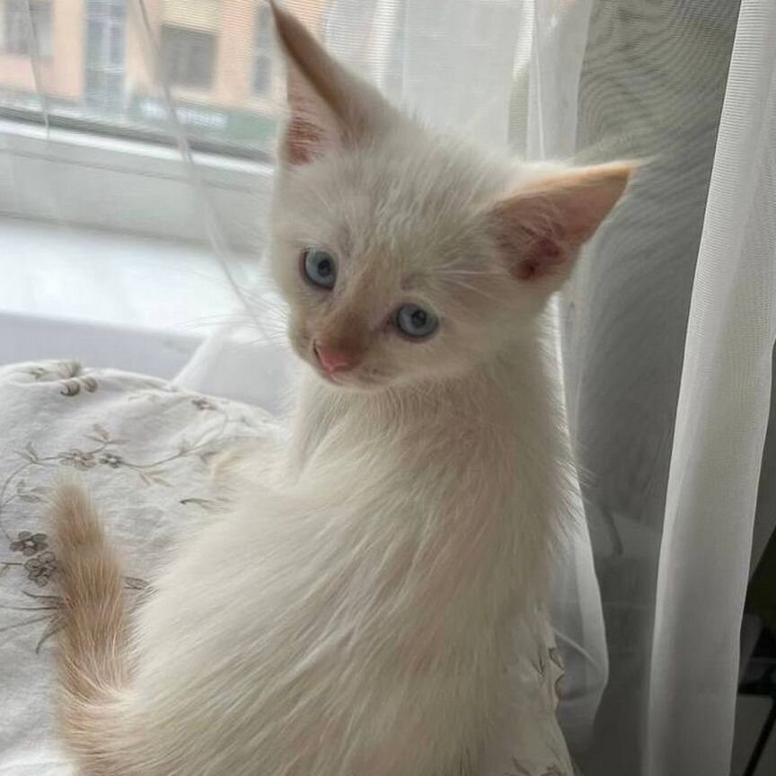 Котёнок в добрые руки