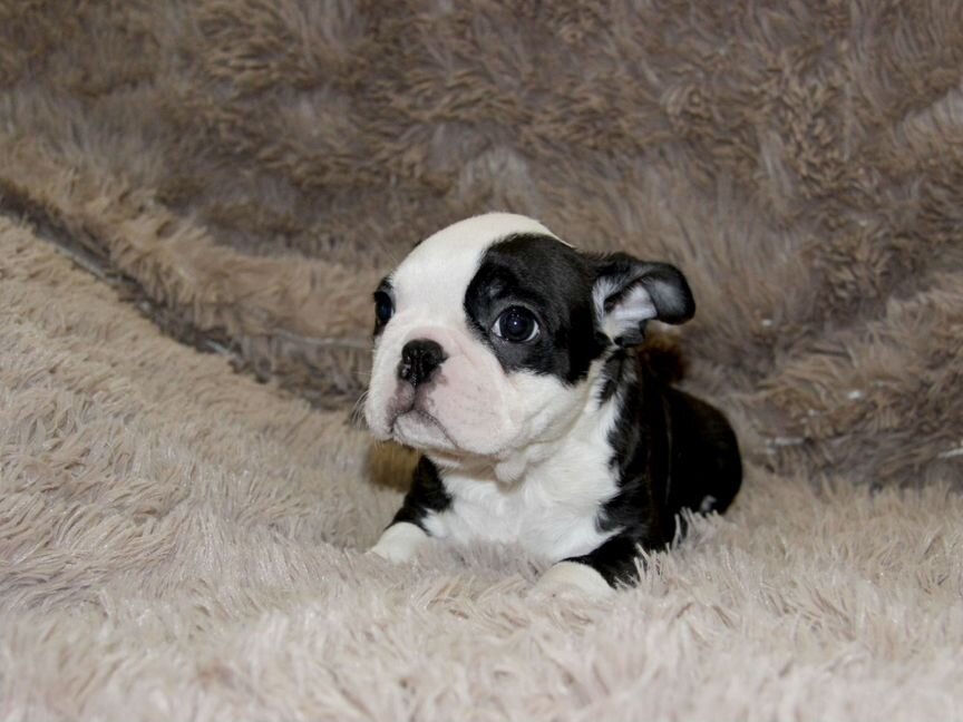 Мальчик boston красавчик