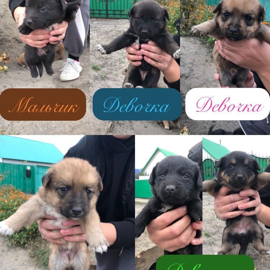 Отдам в добрые руки