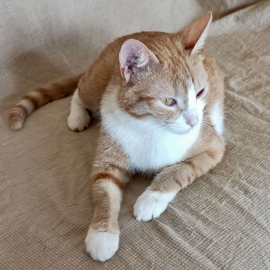 Ищет дом ласковая кошка