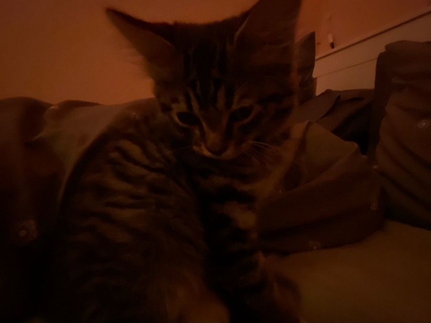 Срочно. котик,3 недели,срочно нужен хозяин