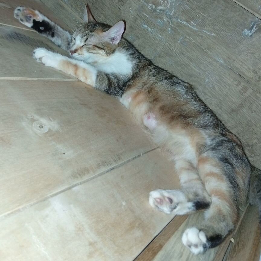 Взрослая, кошка в добрые руки