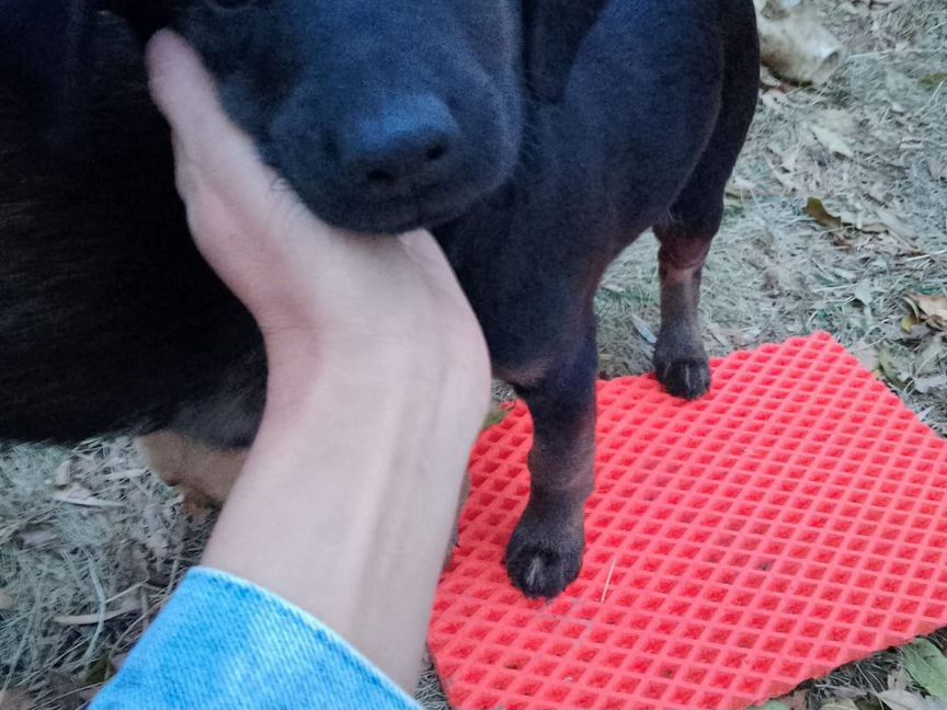 Собачата в добрые руки