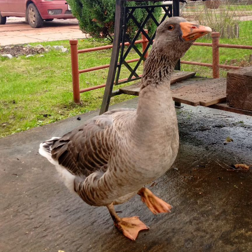 Продам гуся Вася