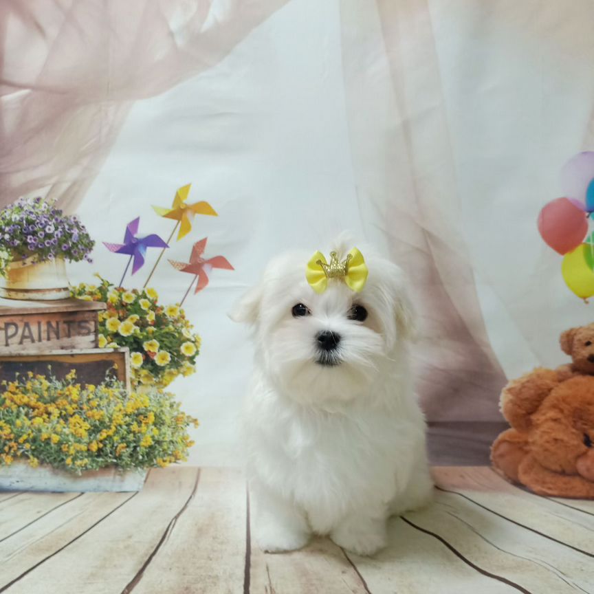 Красавица Мальтезе