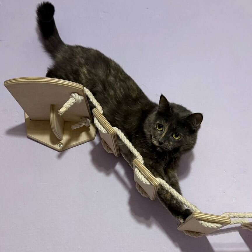 Кошка голубая черепаха