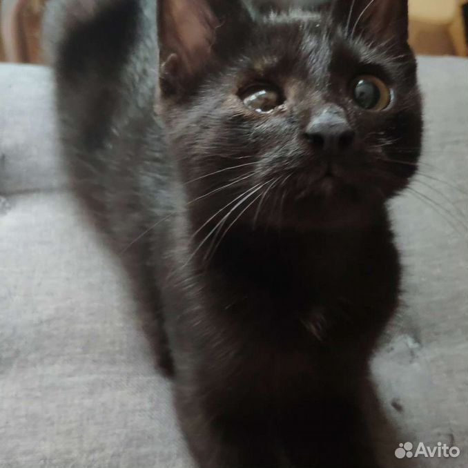 Особенный котенок ждёт своего человека