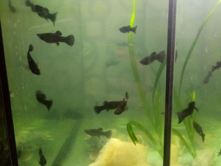 Продам, гуппи 30, молинезий 35