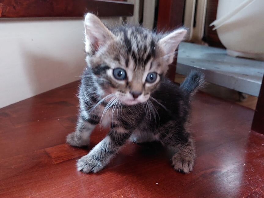 Котята курильского бобтейла