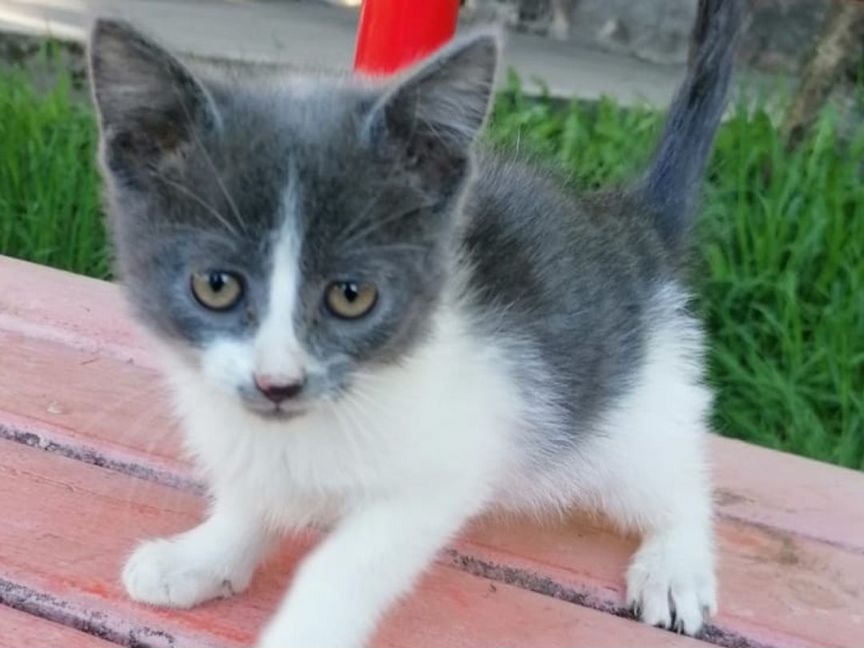 Котята 1,5 мес в добрые руки