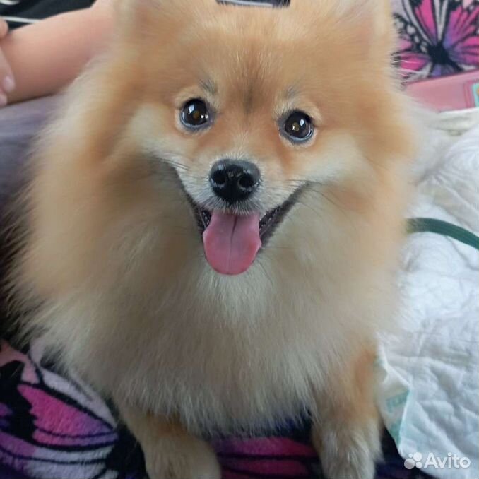 Померанский шпиц лисичка