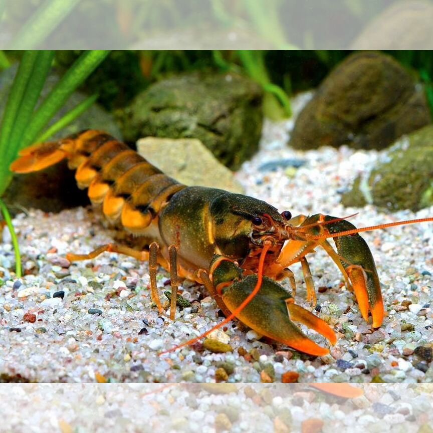 Раки Сноуден