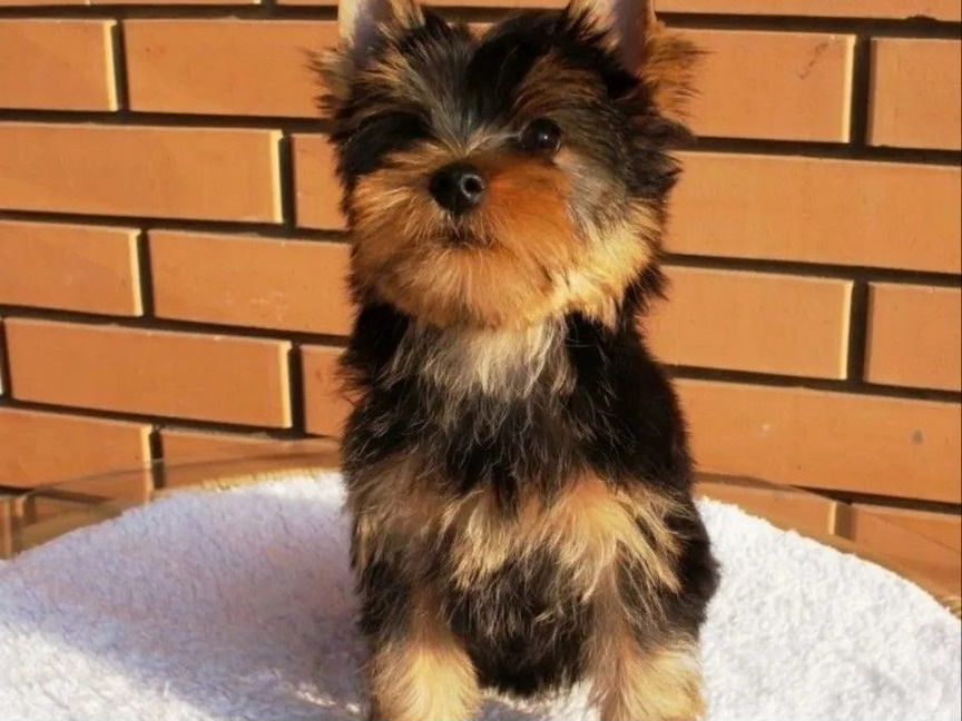 Йоркширский терьер щенки