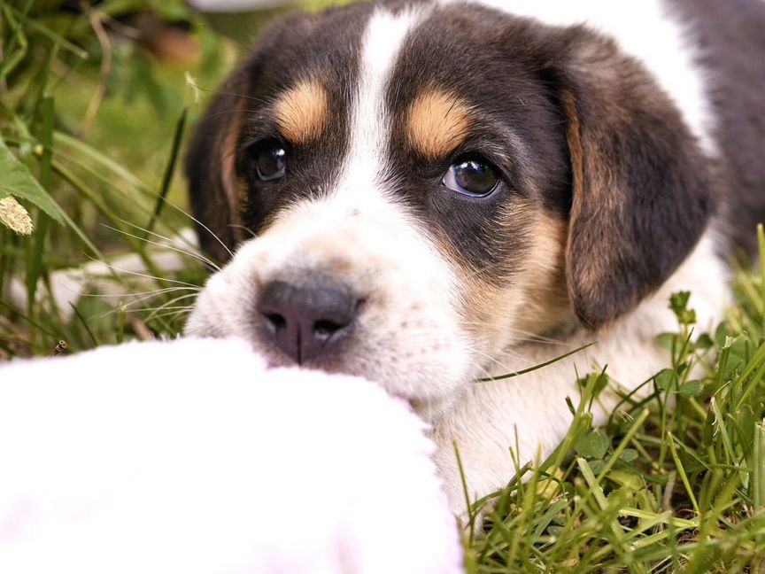 Щенок девочка 2,5 мес