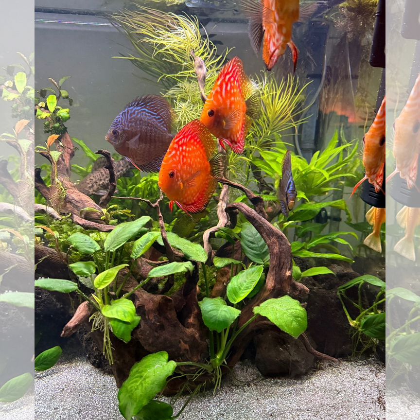 Дискусы отдам