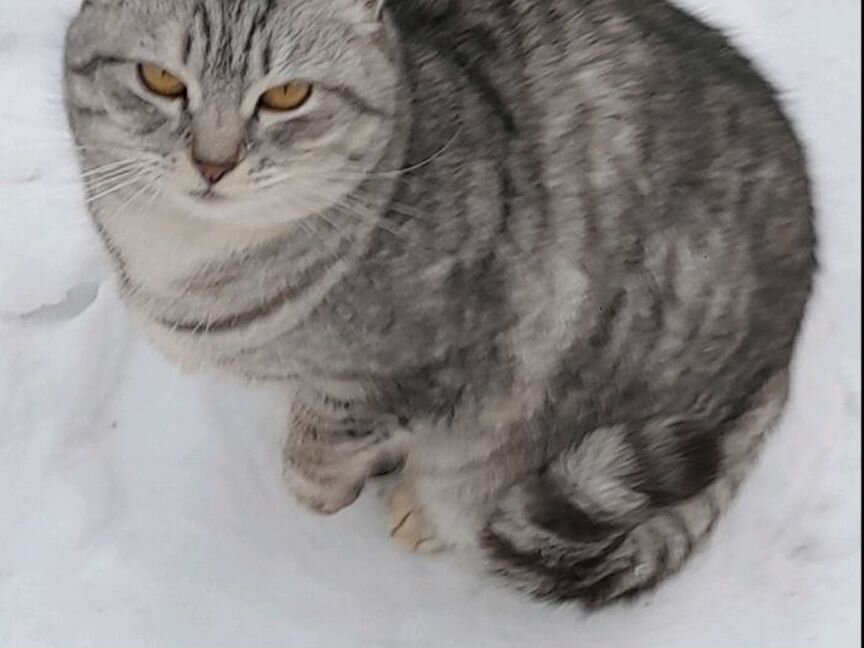 Кошки в добрые руки бесплатно