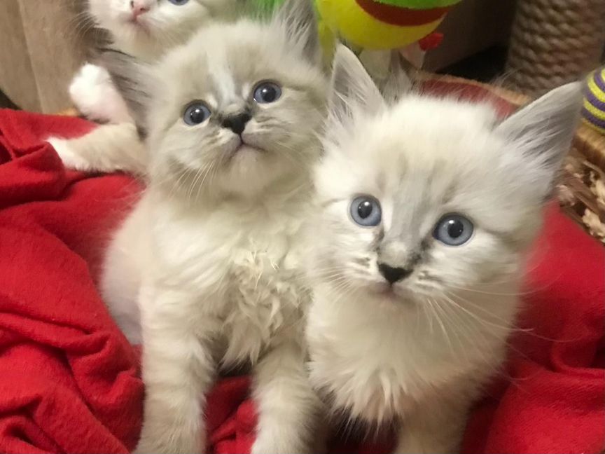 Котята