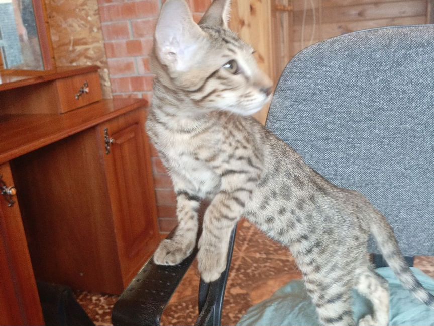 Кошка саванна