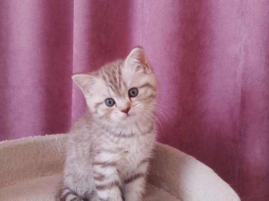 Шотландские котята