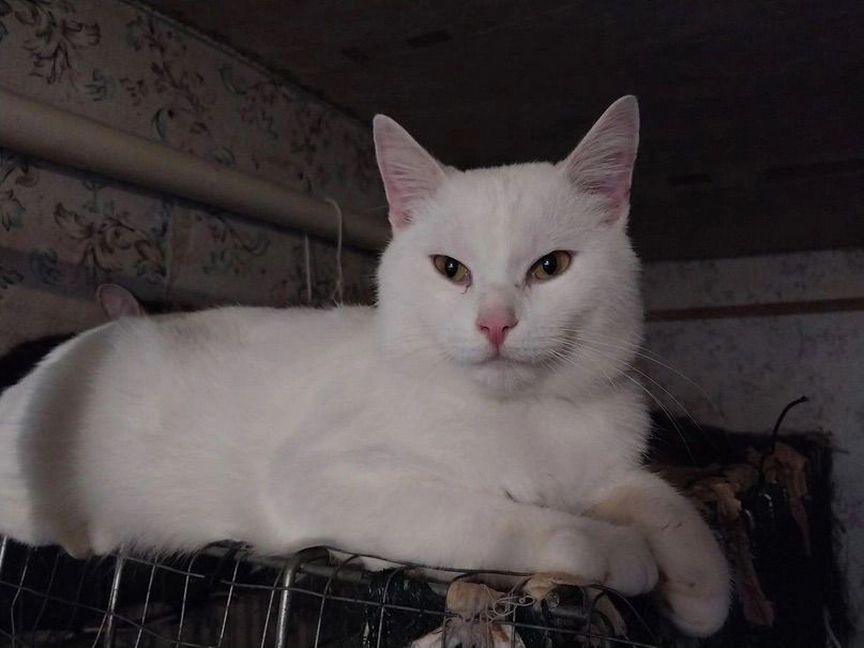 Котик Бублик ищет дом