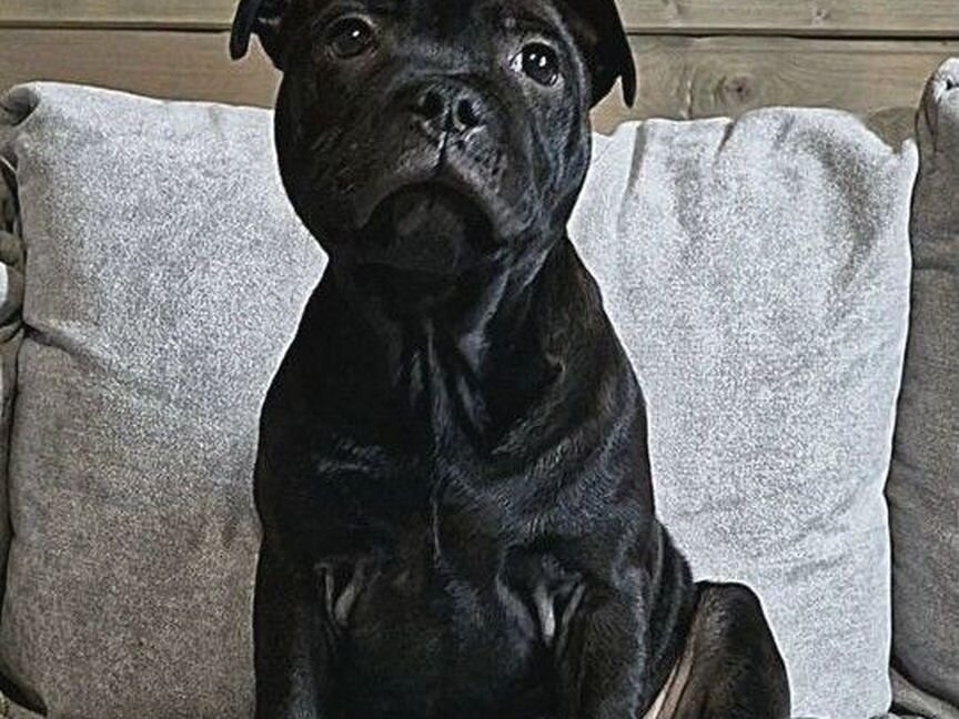 Стаффордширский бультерьер