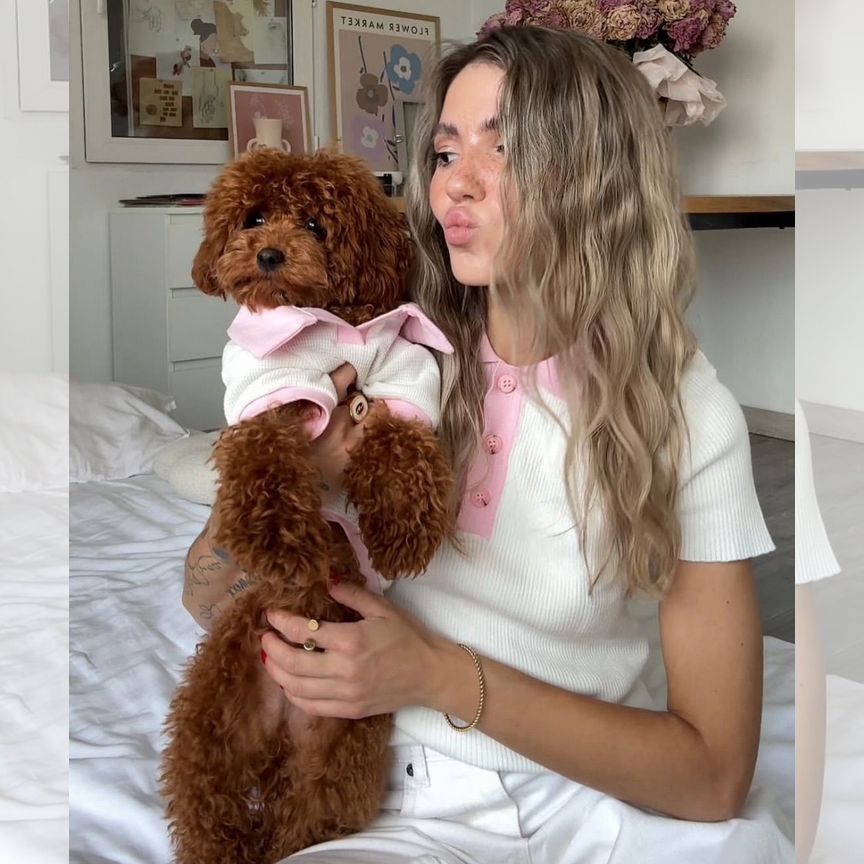 Той-пудель, щенок