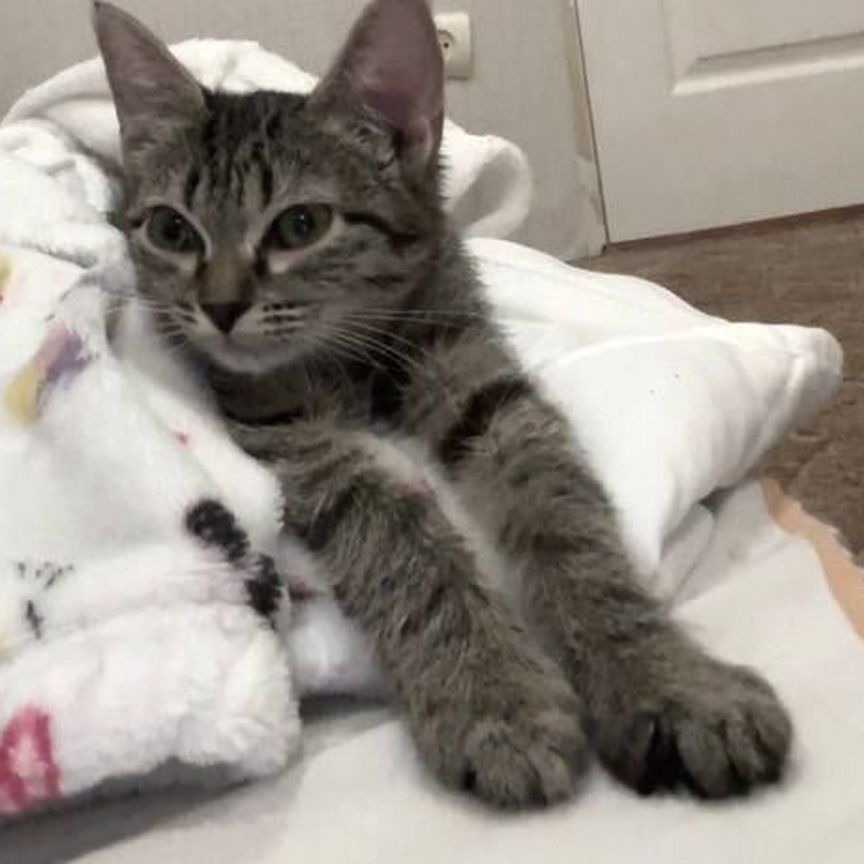 Котёнок в добрые руки