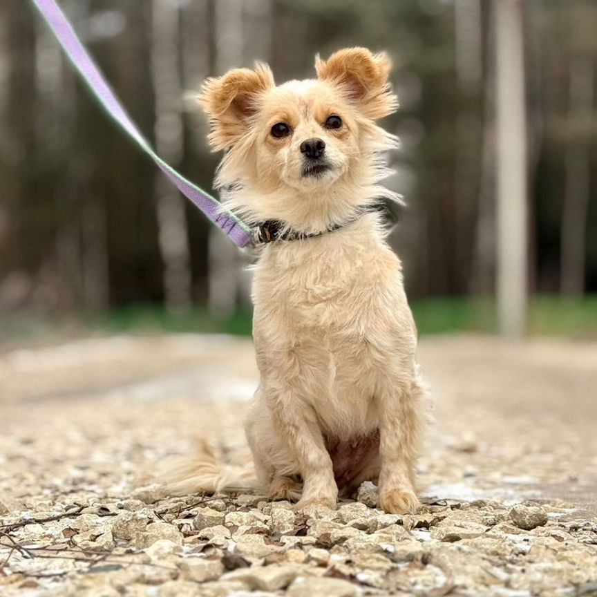 В добрые руки маленькая собачка Зои