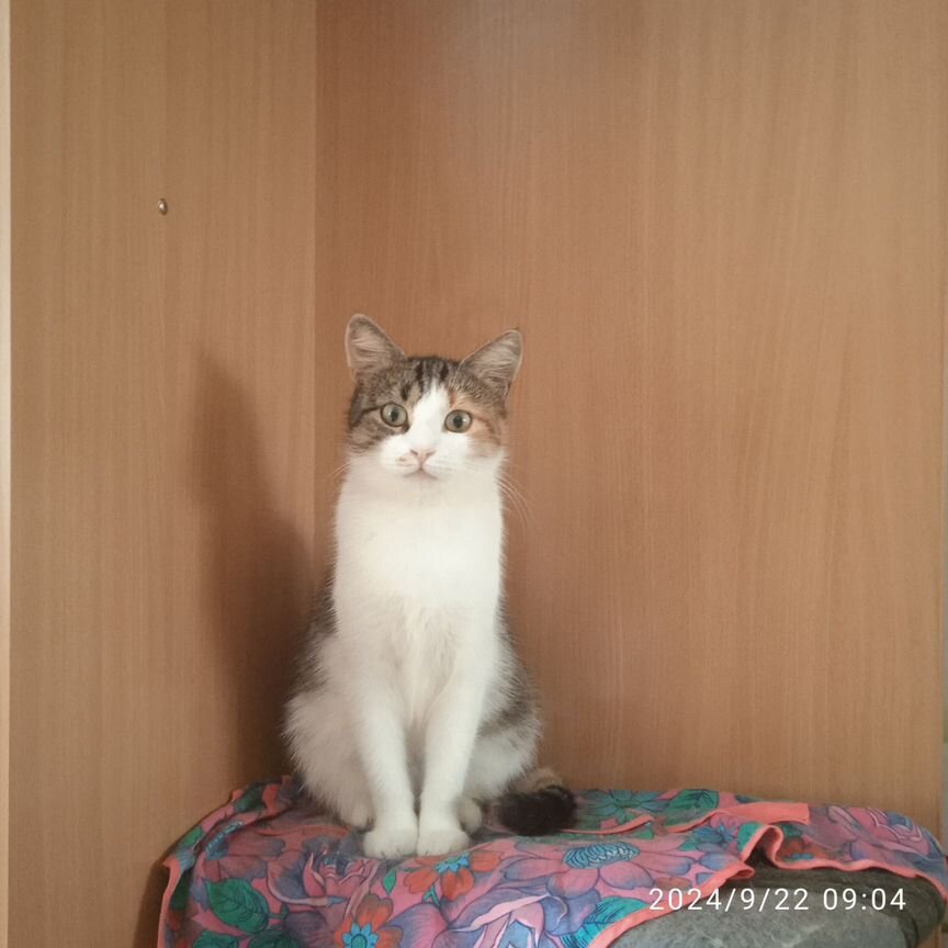 Koшки в добрые руки