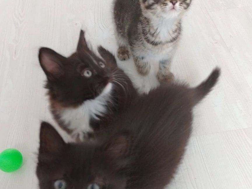 Котята в добрые руки