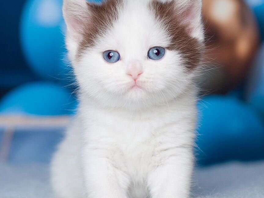 Голубоглазый котенок