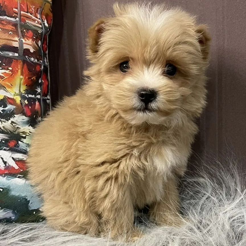 Мальтипу, щенок