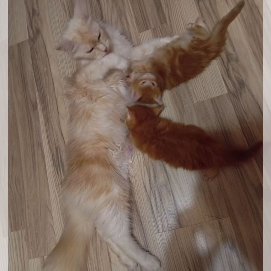 Мейн-кун котёнок