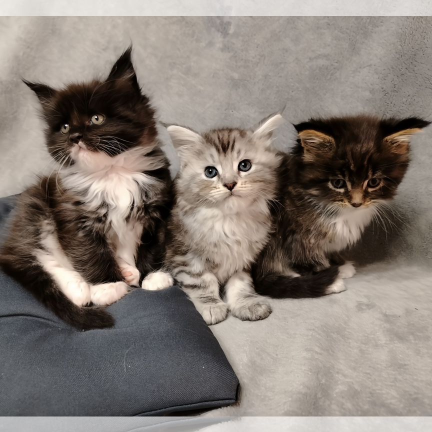 Мейн-кун котёнок