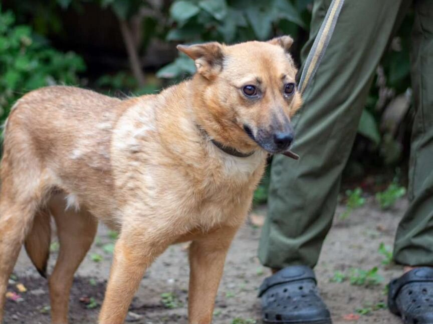 Собака-подросток Рокси