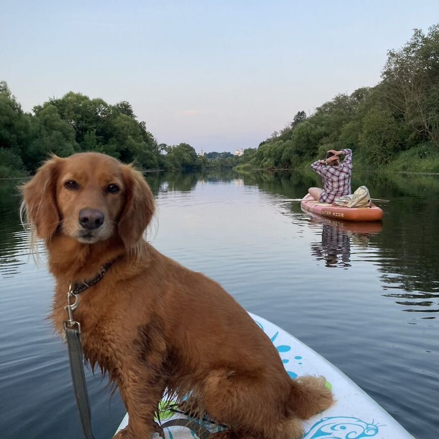 Собака в добрые руки