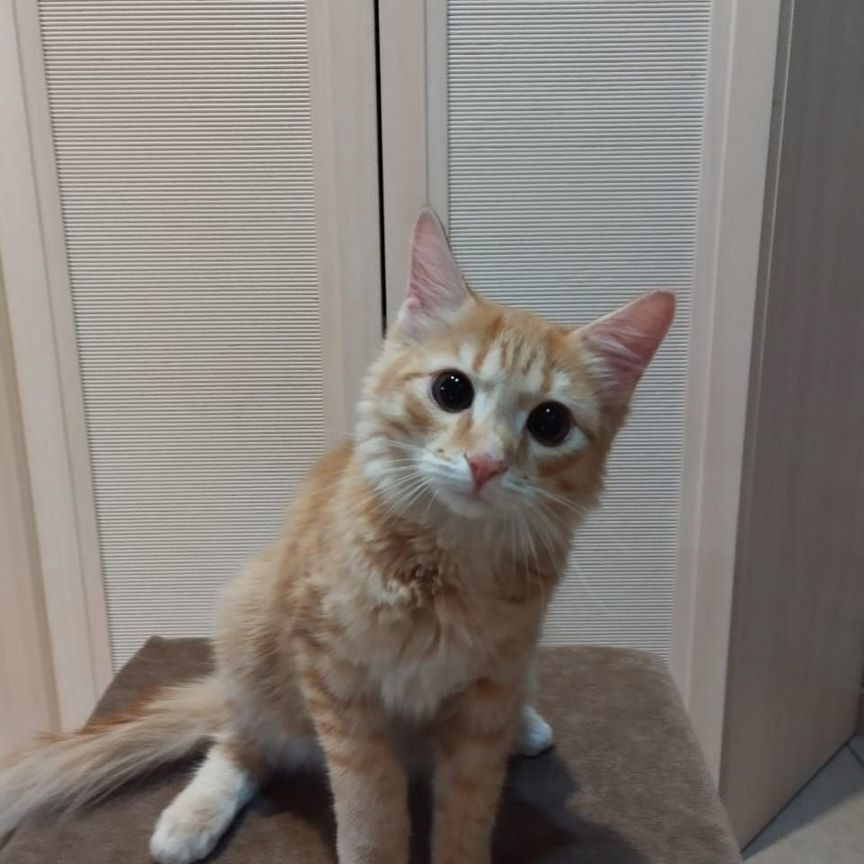 Котенок в добрые руки