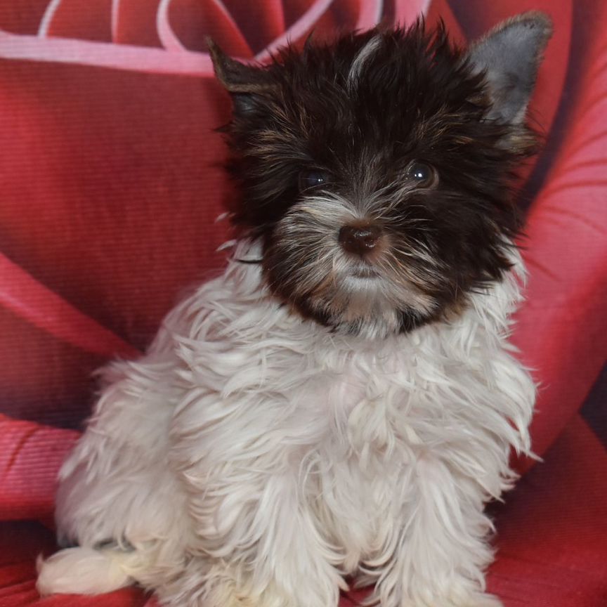 Йоркширский терьер, щенок