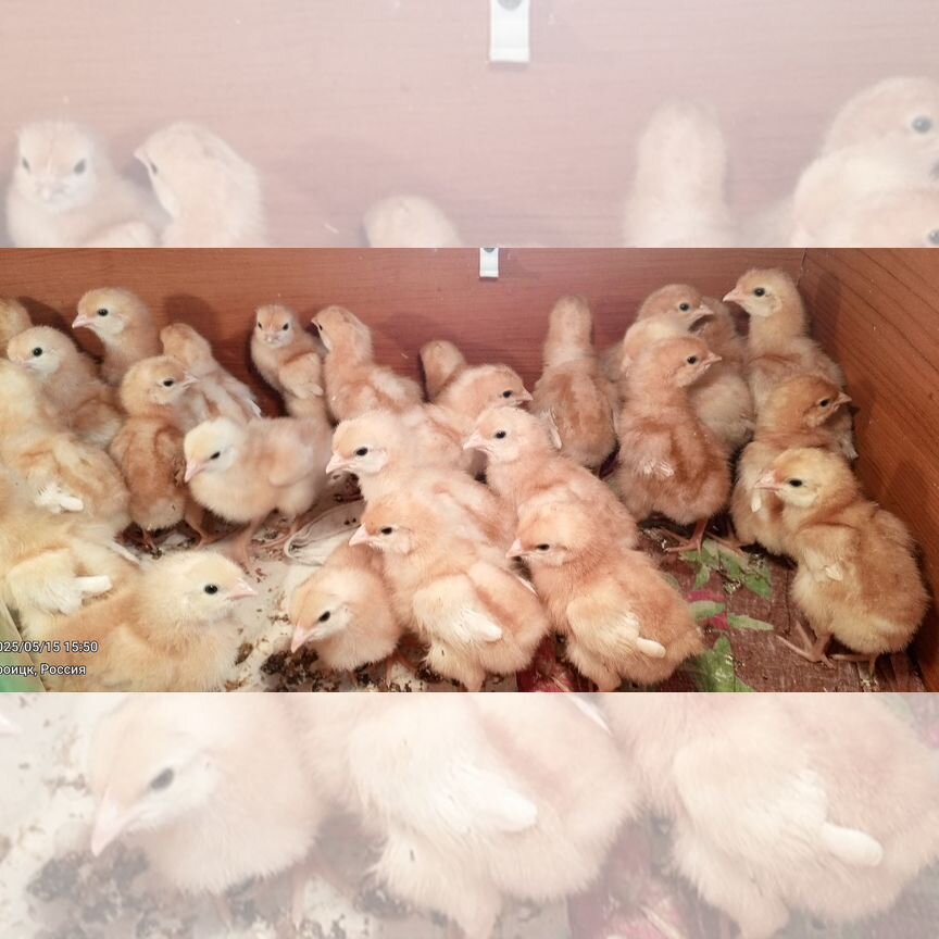 Цыплята суточные несушки